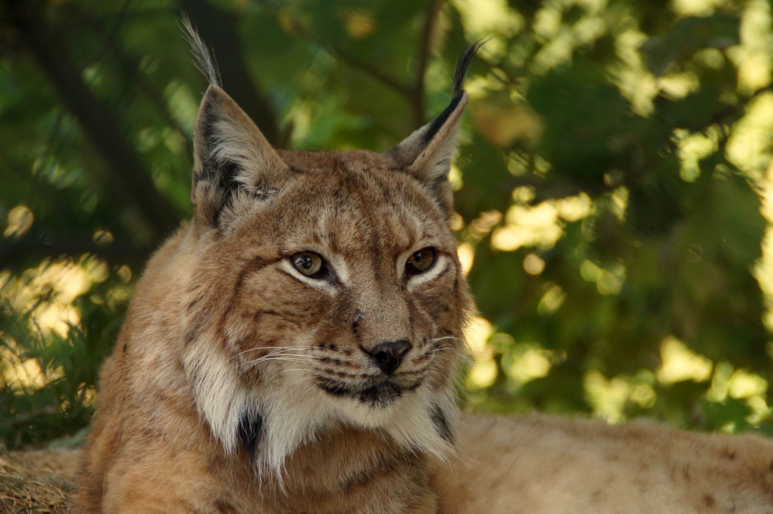 The Lynx Tarot The Lynx Tarot